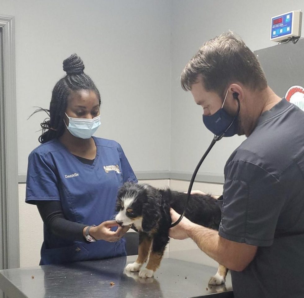 Services | Garners Ferry Animal Hospital